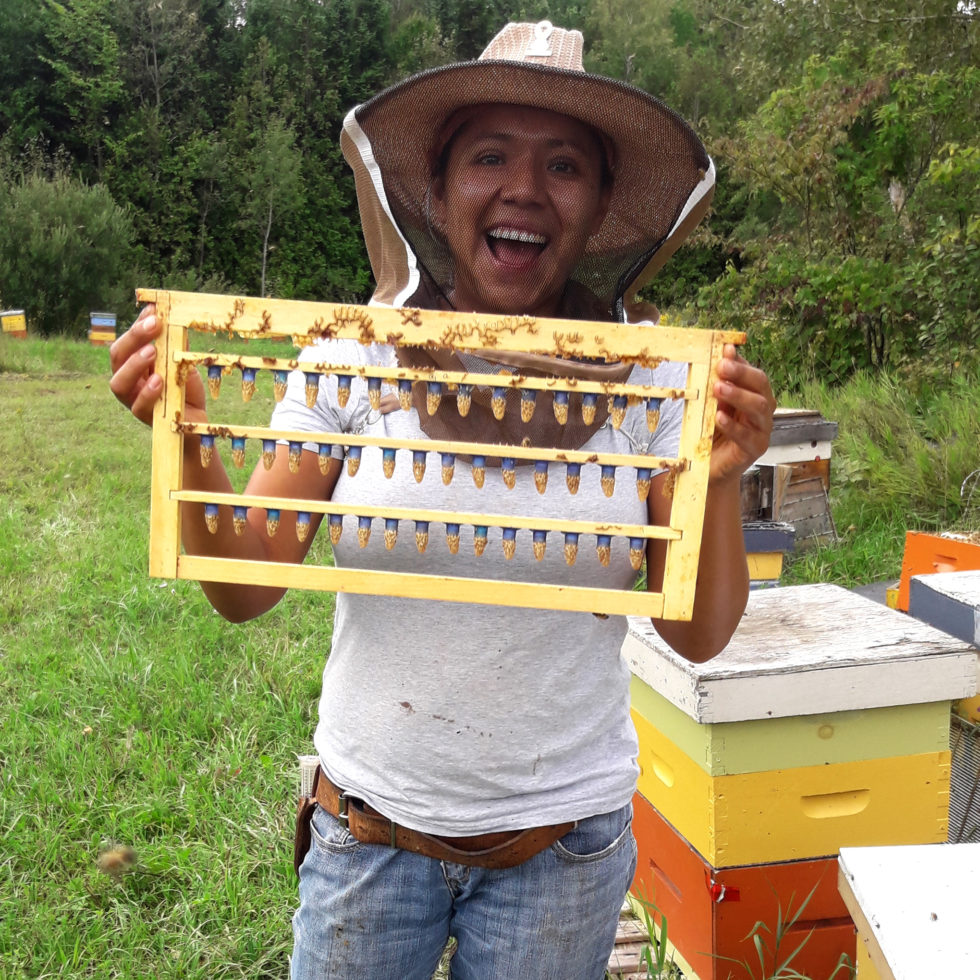 Eccles Apiaries - Bees — Buy Bees Online Canada